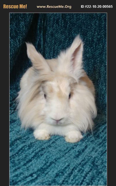 ADOPT 22102000565 ~ Rabbit Rescue ~ Lake Elsinore, CA