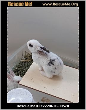 - California Rabbit Rescue - ADOPTIONS - Rescue Me!
