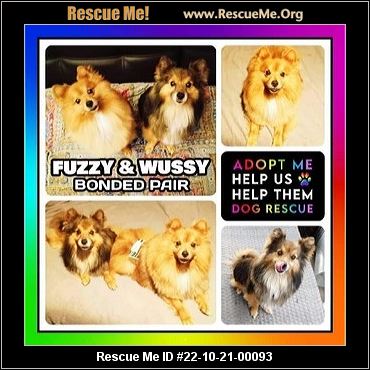 - Michigan Pomeranian Rescue - ADOPTIONS - Rescue Me!