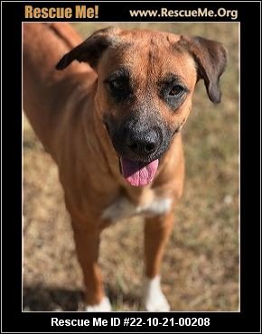 - Texas Rhodesian Ridgeback Rescue - ADOPTIONS - Rescue Me!