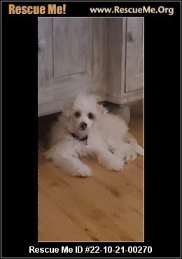 - Arizona Chinese Crested Rescue - ADOPTIONS - Rescue Me!