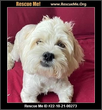 - California Maltese Rescue - ADOPTIONS - Rescue Me!