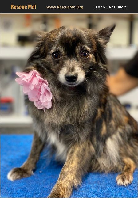 ADOPT 22102100279 ~ Pomeranian Rescue ~ Williston, VT