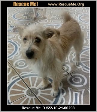 - Washington Schnauzer Rescue - ADOPTIONS - Rescue Me!