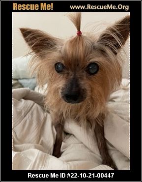 - California Yorkie Rescue - ADOPTIONS - Rescue Me!