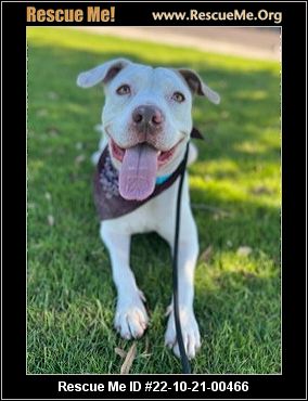 - Arizona Pit Bull Rescue - ADOPTIONS - Rescue Me!
