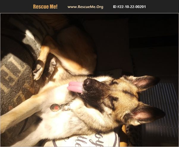 ADOPT 22102200201 ~ German Shepherd Rescue ~ Colorado Springs, CO
