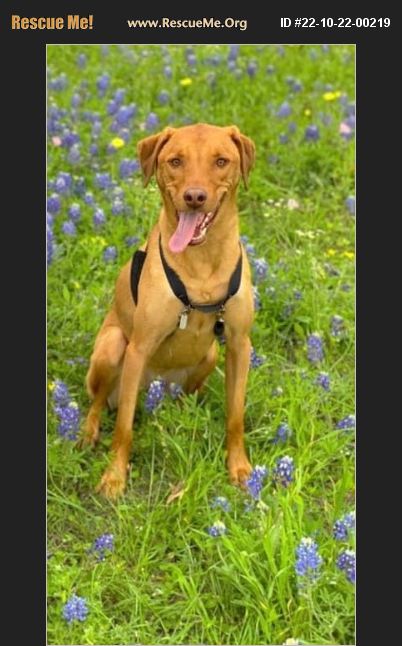 ADOPT 22102200219 ~ Vizsla Rescue ~ Round Rock, TX