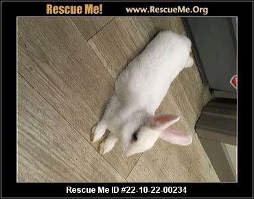 - Georgia Rabbit Rescue - ADOPTIONS - Rescue Me!