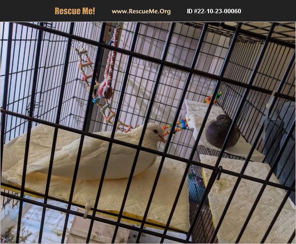 ADOPT 22102300060 ~ Pet Bird Rescue ~ Milan, MI