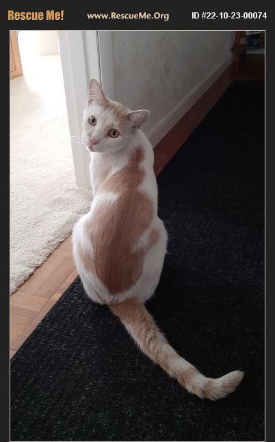 ADOPT 22102300074 ~ Domestic Cat Rescue ~ Topeka, IN