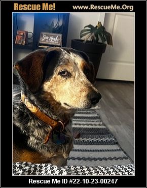 - Utah Dog Rescue - ADOPTIONS - Rescue Me!