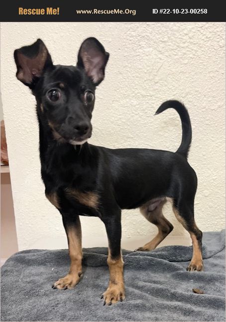 ADOPT 22102300258 ~ Miniature Pinscher Rescue ~ Phoenix, AZ