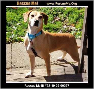 - Maryland Dog Rescue - ADOPTIONS - Rescue Me!