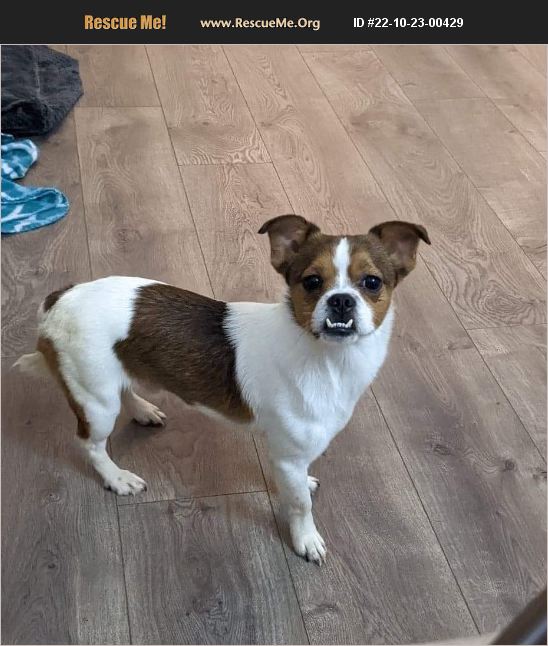 ADOPT 22102300429 ~ Pug Rescue ~ Chittenden County, VT