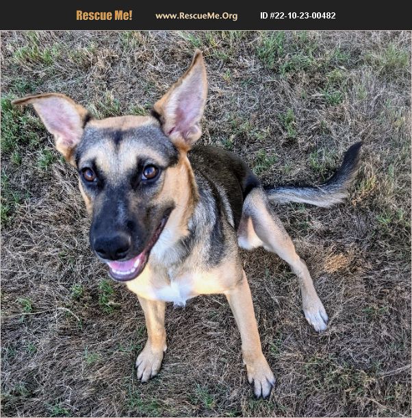 ADOPT 22102300482 ~ German Shepherd Rescue ~ Colorado
