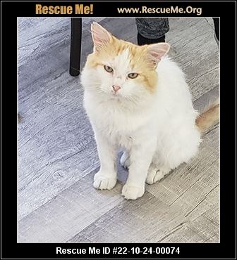 - Michigan Cat Rescue - ADOPTIONS - Rescue Me!