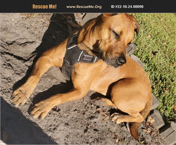 ADOPT 22102400098 ~ Rhodesian Ridgeback Rescue ~ Jacksonville, FL