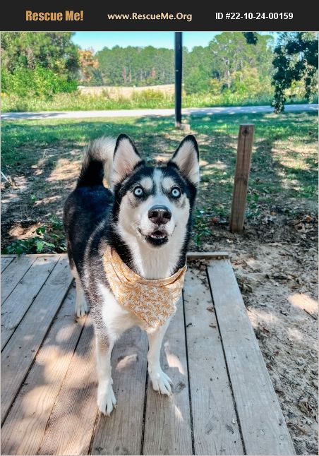 ADOPT 22102400159 ~ Siberian Husky Rescue ~ Muskego, WI