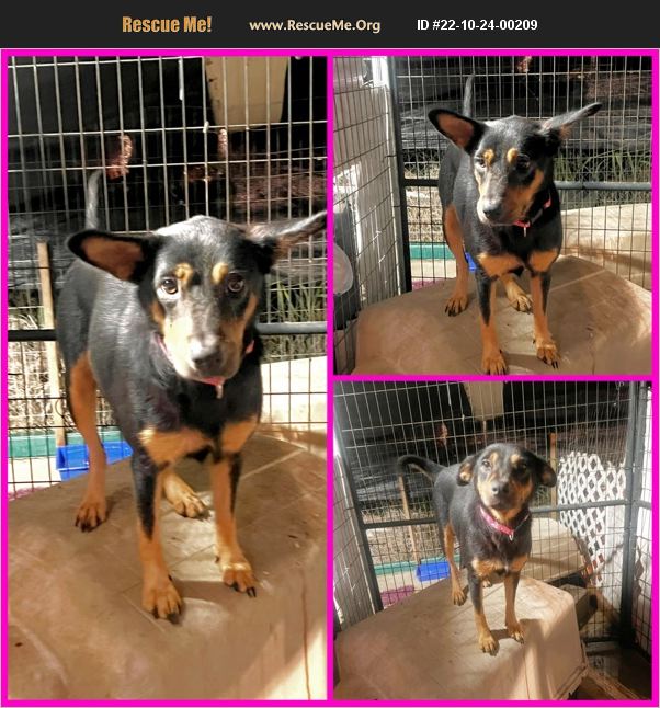 ADOPT 22102400209 ~ Miniature Pinscher Rescue ~ E. Falmouth, MA