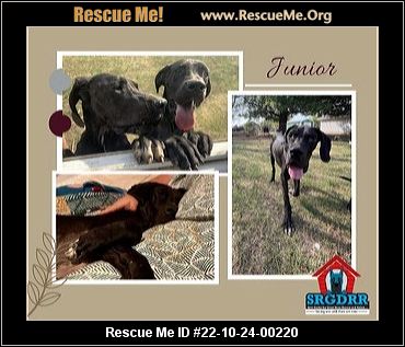 - Oklahoma Dog Rescue - ADOPTIONS - Rescue Me!
