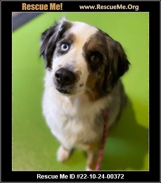 - Oregon Australian Shepherd Rescue - ADOPTIONS - Rescue Me!