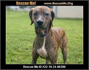 - Florida Boxer Rescue - ADOPTIONS - Rescue Me!