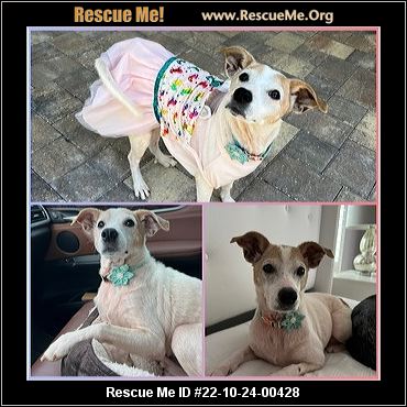 - Florida Jack Russell Rescue - ADOPTIONS - Rescue Me!