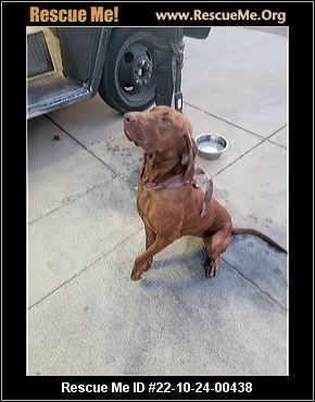 - Texas Bloodhound Rescue - ADOPTIONS - Rescue Me!