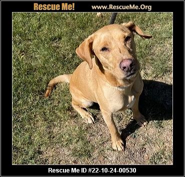 - Washington Lab Rescue - ADOPTIONS - Rescue Me!