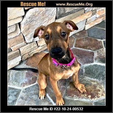 - California Rhodesian Ridgeback Rescue - ADOPTIONS - Rescue Me!