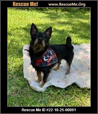 - Florida Yorkie Rescue - ADOPTIONS - Rescue Me!