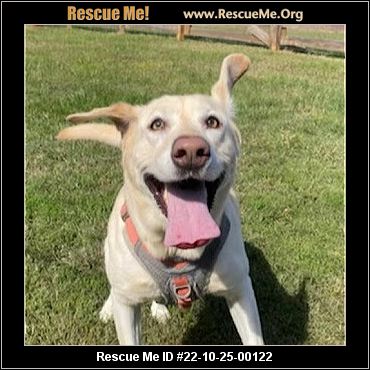 - North Carolina Lab Rescue - ADOPTIONS - Rescue Me!
