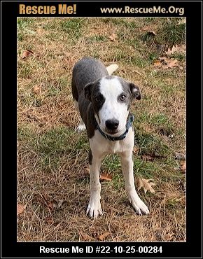 - New York Dog Rescue - ADOPTIONS - Rescue Me!