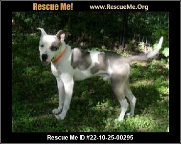 - Wisconsin Dog Rescue - ADOPTIONS - Rescue Me!