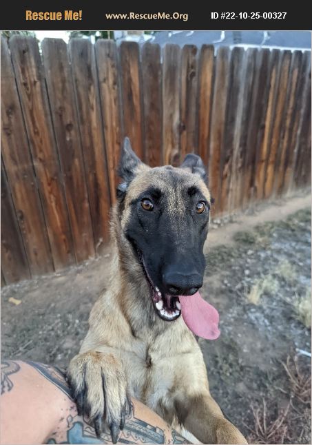 ADOPT 22102500327 ~ Belgian Malinois Rescue ~ Madera, CA