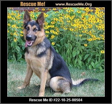- Indiana German Shepherd Rescue - ADOPTIONS - Rescue Me!