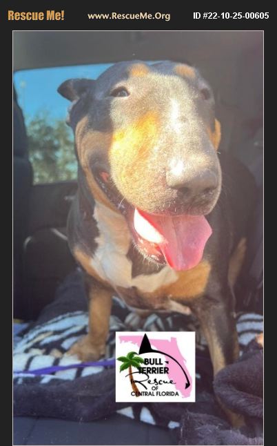 ADOPT 22102500605 ~ Bull Terrier Rescue ~ Orlando, FL