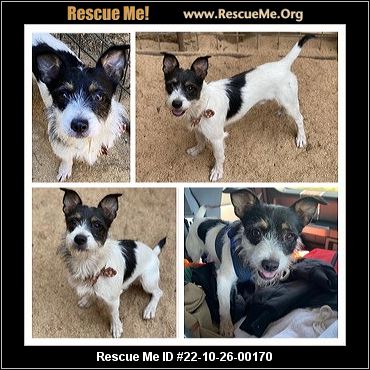 - Texas Jack Russell Rescue - ADOPTIONS - Rescue Me!