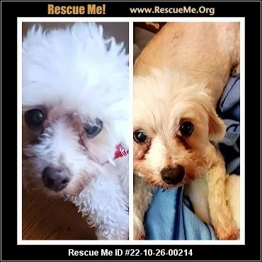 - North Carolina Maltese Rescue - ADOPTIONS - Rescue Me!