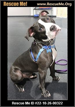- Wisconsin Dog Rescue - ADOPTIONS - Rescue Me!