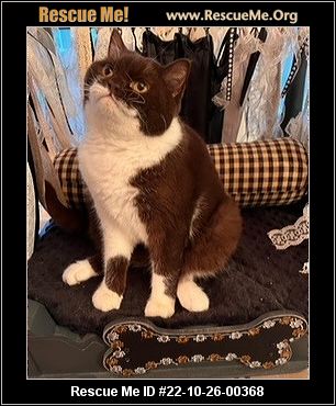 - Missouri Cat Rescue - ADOPTIONS - Rescue Me!
