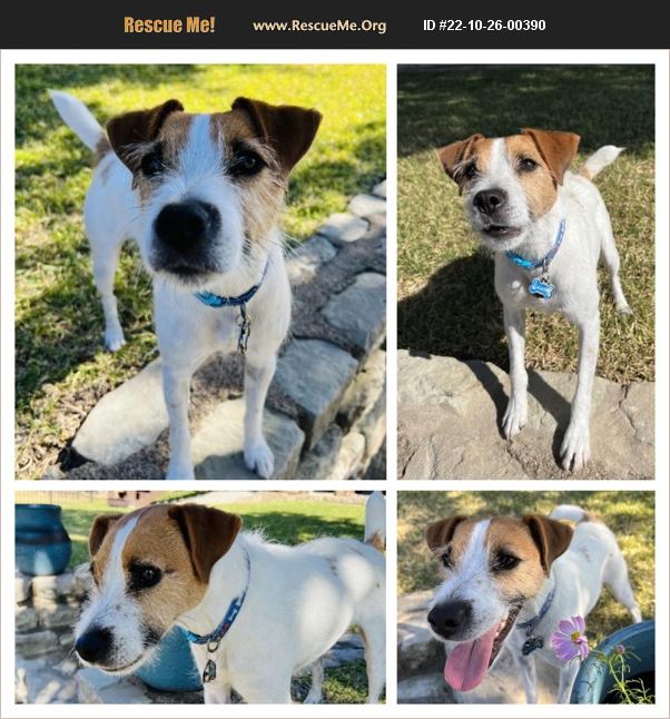 ADOPT 22102600390 ~ Jack Russell Rescue ~ Bexar County, TX