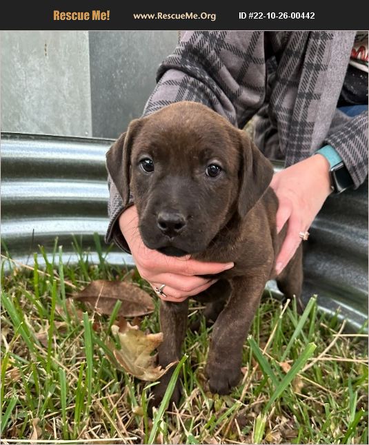ADOPT 22102600442 ~ Mastiff Rescue ~ Muskego, WI