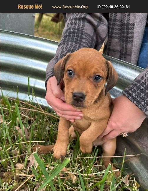 ADOPT 22102600481 ~ Mastiff Rescue ~ Muskego, WI