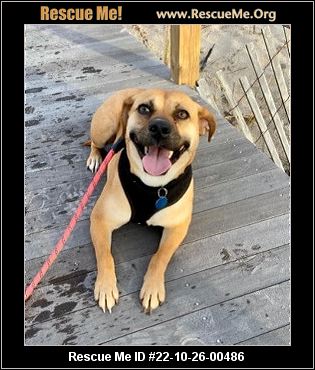 - New York Dog Rescue - ADOPTIONS - Rescue Me!