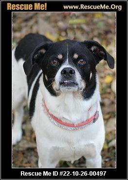 - Indiana Pug Rescue - ADOPTIONS - Rescue Me!