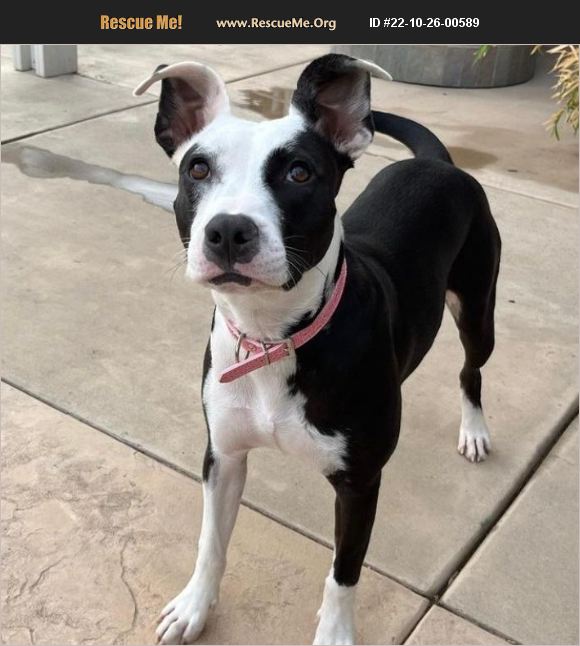 ADOPT 22102600589 ~ Pit Bull Rescue ~ San diego, CA