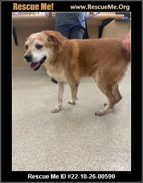 - Ohio Golden Retriever Rescue - ADOPTIONS - Rescue Me!