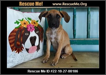 - Texas Boxer Rescue - ADOPTIONS - Rescue Me!